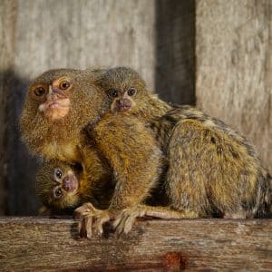 Symbio Wildlife Park - Ranger Jamie Tours